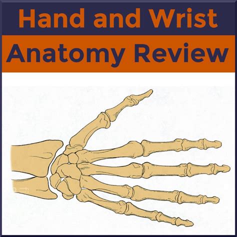 Hand And Wrist Anatomy Review Sports Medicine Review