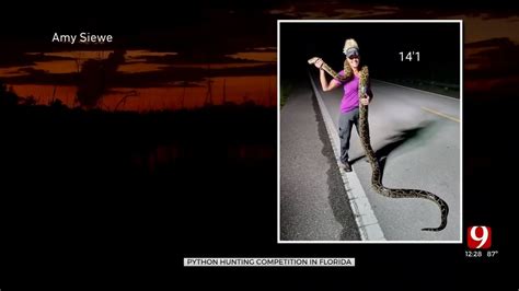 Beginners And Pros Unite To Catch Burmese Pythons In Floridas Epic 10