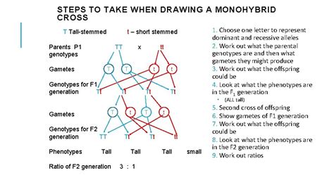 monohybrid crosses and codominance patterns of inheritance learning
