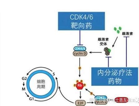阿培利司成为哌柏西利耐药后乳腺癌患者新的选择，效果是氟维司群的两倍！ 知乎