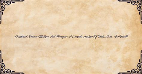 Crossbreed Between Maltipoo And Pomapoo Traits Care And Health