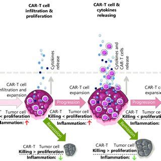 CRS Staging And Classification CRS Can Be Classified As Acute CRS Download Scientific Diagram