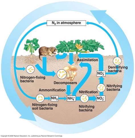 Stikstofkringloop Vwo 4 Thema 6 Mens En Milieu