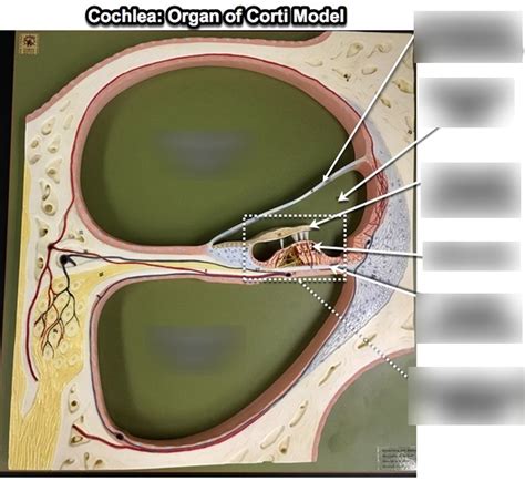 Cochlea Cross Section Diagram Quizlet