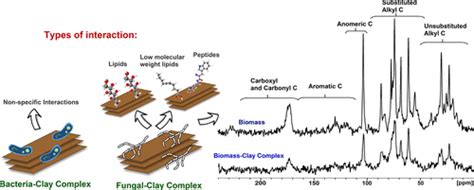 使用全面的多相核磁共振（nmr）光谱分析生物质 粘土相互作用背后的机理 Acs Earth And Space Chemistry X Mol