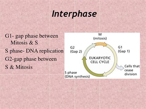 Ppt How Cells Divide Mitosis Powerpoint Presentation Free Download
