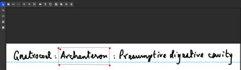 How Do I Use The Polygon Feature In Standard Image Occlusion Ranki