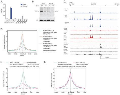 Tfap2c Regulates Transcription In Human Naive Pluripotency By Opening Enhancers Pmc