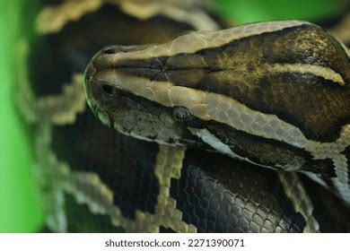 Python Nest Images Stock Photos Vectors Shutterstock