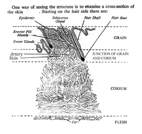 Histological Structure Of Cowhide Assignment Point