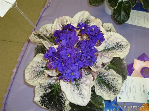 کلیشه ی جدید ، بنفشه آفریقایی گلهای شما همچنان میخندند