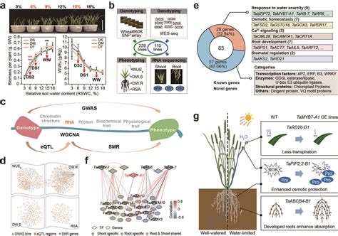 基因编辑小麦获批生产应用安全证书中国科学院遗传与发育生物学研究所