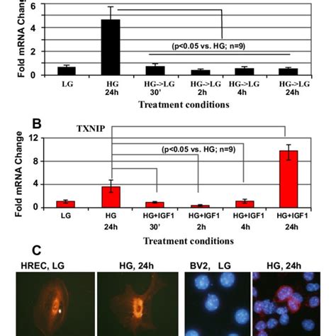 txnip binds to trx and inhibits its anti oxidant and thiol reducing