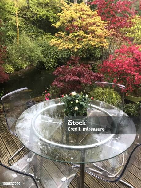 그루브 나무 흰색 정원 갑판 목재 그린 가족 야외 식사 Perspex 의자 미니어처 장미 꽃 잉어 연못 일본 정원 단풍 나무 Acers 화분현대 유리 둥근 안뜰 테이블과