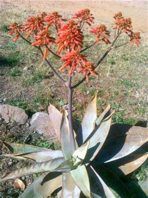Aloe Striata Growwild