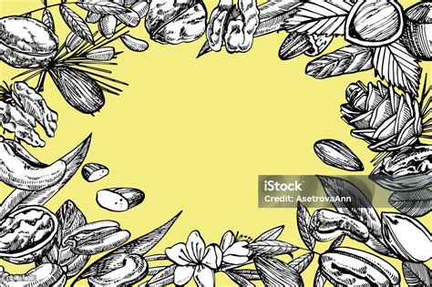 아몬드 피칸 캐슈 너트 개 암 잣 호두와 육 두 구 그림을 스케치합니다 손으로 그린 그림을 흰색 배경에 고립 된 벡터 건강한 생활방식에 대한 스톡 벡터 아트 및 기타 이미지