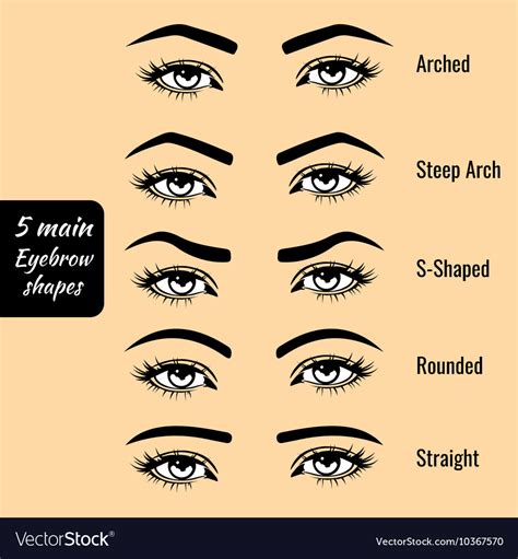 Basic Eyebrow Shape Types Royalty Free Vector Image