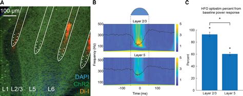 Granular Retrosplenial Cortex Layer 23 Generates High Frequency