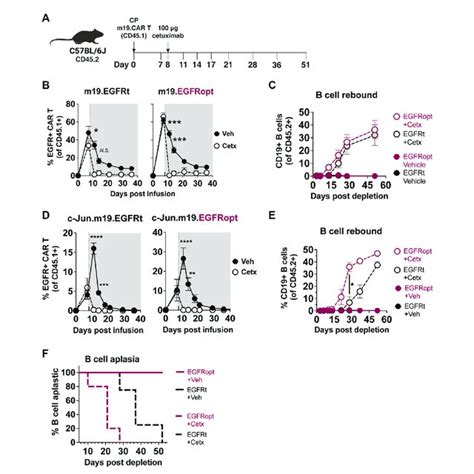 Egfropt Enhances The Targeting Of Car T Cells For Adcc In Vitro A Download Scientific