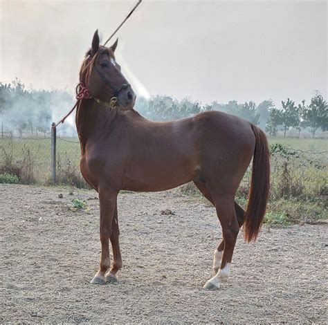 ဒီမြင်းမလေးတစ်ကောင်လဲရောင်းဖို့ရှိတယ်နော့် သူငယ်ချင်းမြင်းမလေးပါ ကြိုက်နှစ်သက်ရင်ဆက်သွယ်ရမယ့်ဖုန