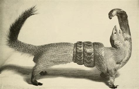 Mongoose Vs Cobra Drawing