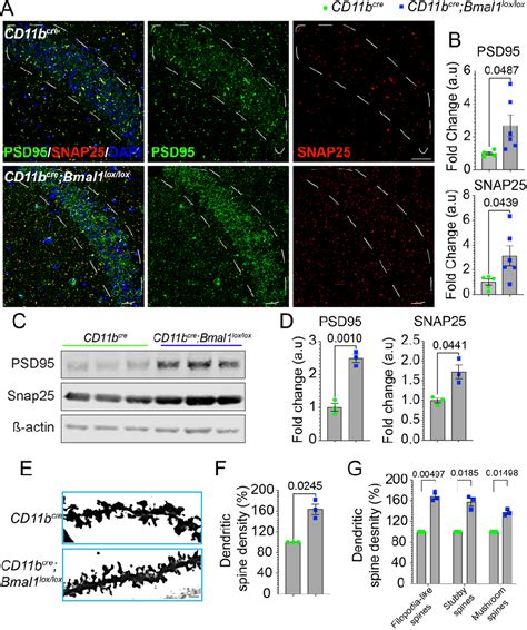 Figure 1 From Myeloid De Ciency Of The Intrinsic Clock Protein Bmal1 Accelerates Cognitive Aging