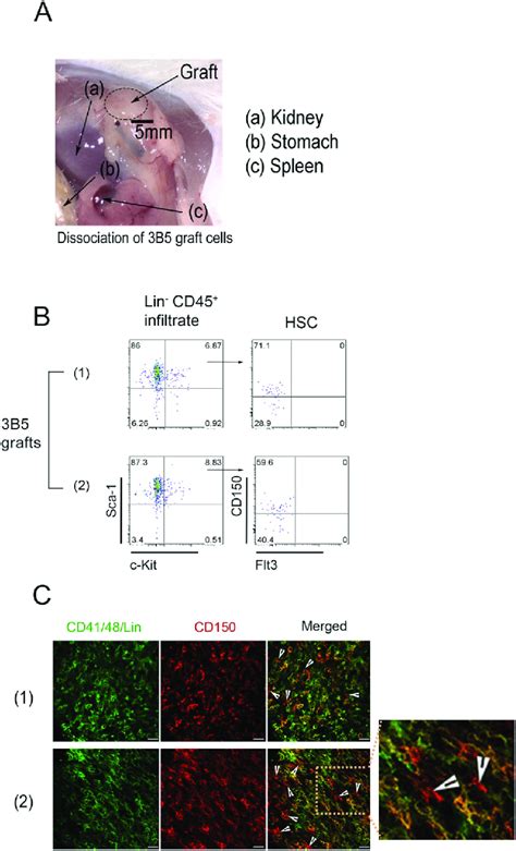 Detection Of Hematopoietic Stemprogenitor Cells In Ectopic Grafts A