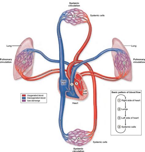 Pulmonary And Systemic Circulation Pathway