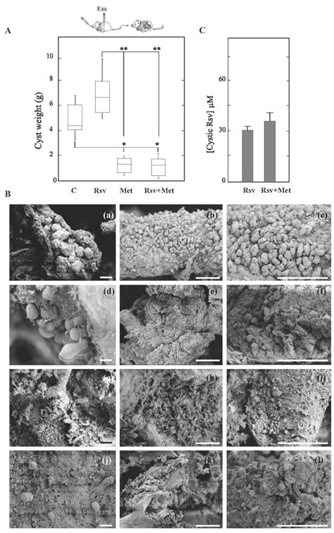Resveratrol Against Echinococcus Sp Discrepancies Between In Vitro And In Vivo Responses Pmc