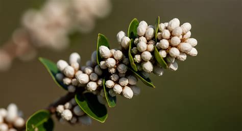 Resource Intensity Ratio → Term