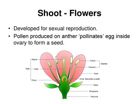 Plant Structure And Function Ppt Download
