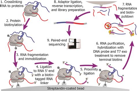 RNA Hi C Tools Documentation RNA HiC Tools Documentation