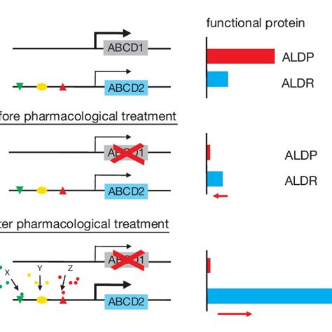 Gene Expression Profile Of The Human Abcd1 And Abcd2 Genes Comparison