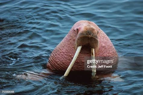 Round Island Wilderness Photos And Premium High Res Pictures Getty Images