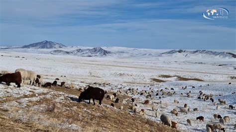 Улсын хэмжээнд нийт 667 мянга гаруй толгой мал хорогдоод байна Youtube