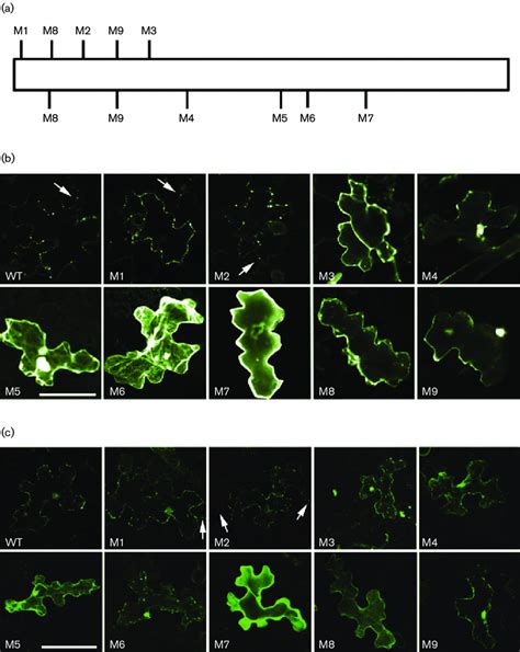 Subcellular Distribution Of Cmv Wild Type Wt And Mutant M1 M9