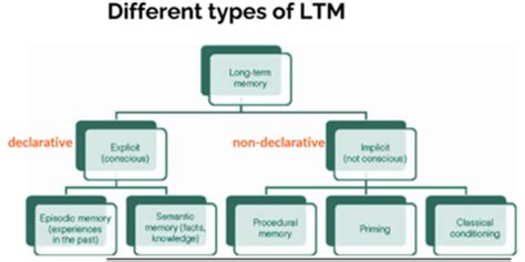 Declarative Memory Episodic Vs Semantic Flashcards Quizlet