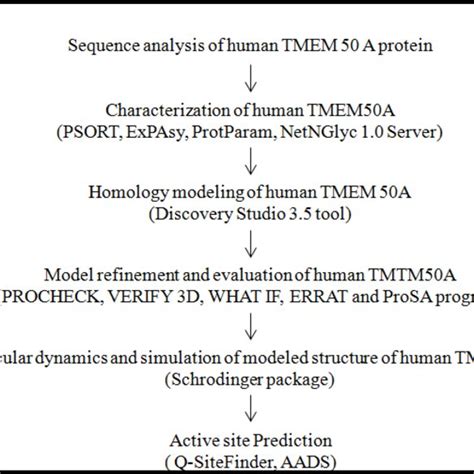 A Workflow Of Modeling And Molecular Dynamics Simulation For Human Tmem
