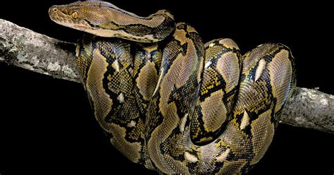 Woman Survives Near Fatal Encounter With 13 Foot Python Mandatory