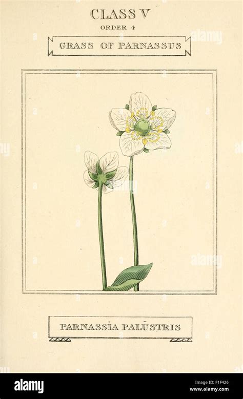 Elements Of The Science Of Botany Is A Vintage Botanical Work Housed In The Mertz Library At