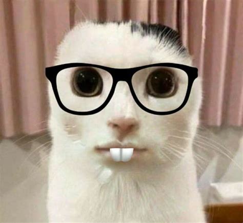 A Cat With Glasses On Its Face Is Looking At The Camera