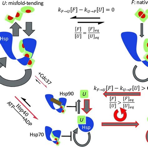 An Atp Driven Chaperone Hsp May Favor The Protein Folding Pathway Download Scientific Diagram