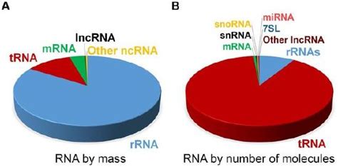 251 Dna Dependent Synthesis Of Rna Biology Libretexts