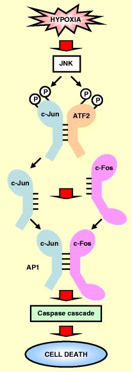 Schema Of Apoptosis Induction By Hypoxia Activation Of Jun N Terminal Download Scientific