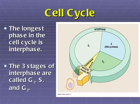 Mitosis Powerpoint Ppt