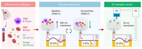 中国学者science子刊发文:直接从全血样本中过滤细胞外囊泡 生物通 中国学者science子刊发文:直接从全血样本中过滤细胞外囊泡 生物通