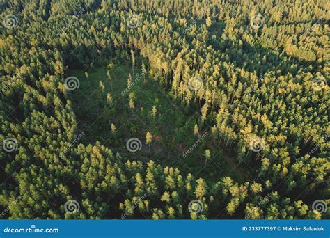 Drone View Monitoring On Felling Forest Quadcopter Tracking Illegal