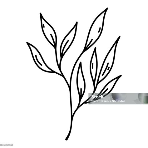 월계수 분기 벡터 아이콘입니다 흰색 배경에 격리 된 손으로 그린 그림 향기로운 단풍을 가진 지중해 식물 식물 스케치 윤곽선 평화 승리 성공의 상징 수프 소스에 대한 절제