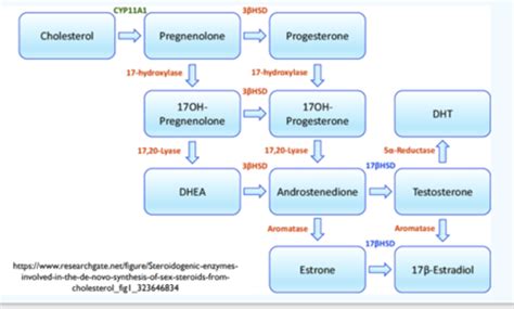 Reproductive And Post Reproductive Health Session 5 Flashcards Quizlet