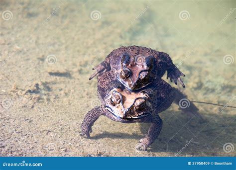 The Toad Mating Stock Image Image Of Female Outdoor